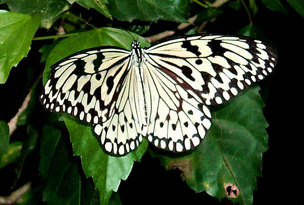 Tropical Animals | Tropical Designs of Florida